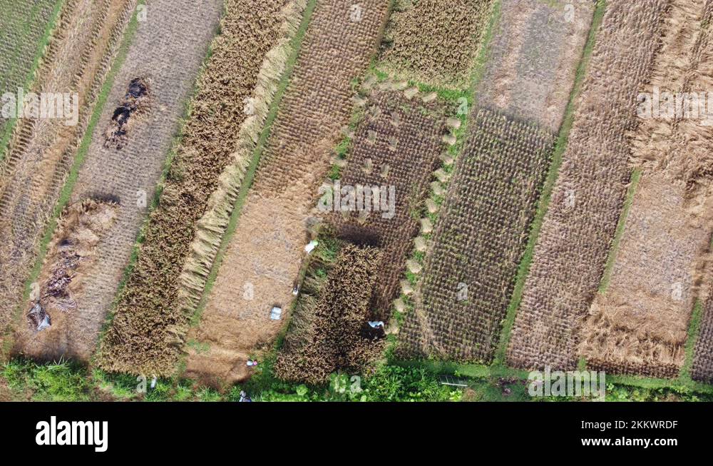 Elevated view of rice paddy Stock Videos & Footage - HD and 4K Video ...