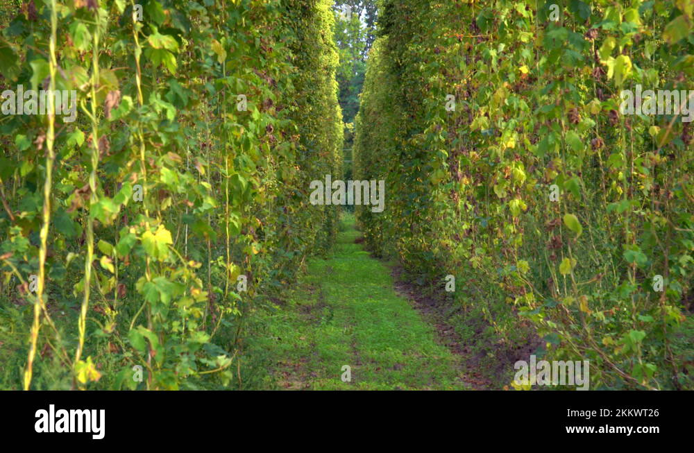 Plantation harvest Stock Videos & Footage - HD and 4K Video Clips - Alamy