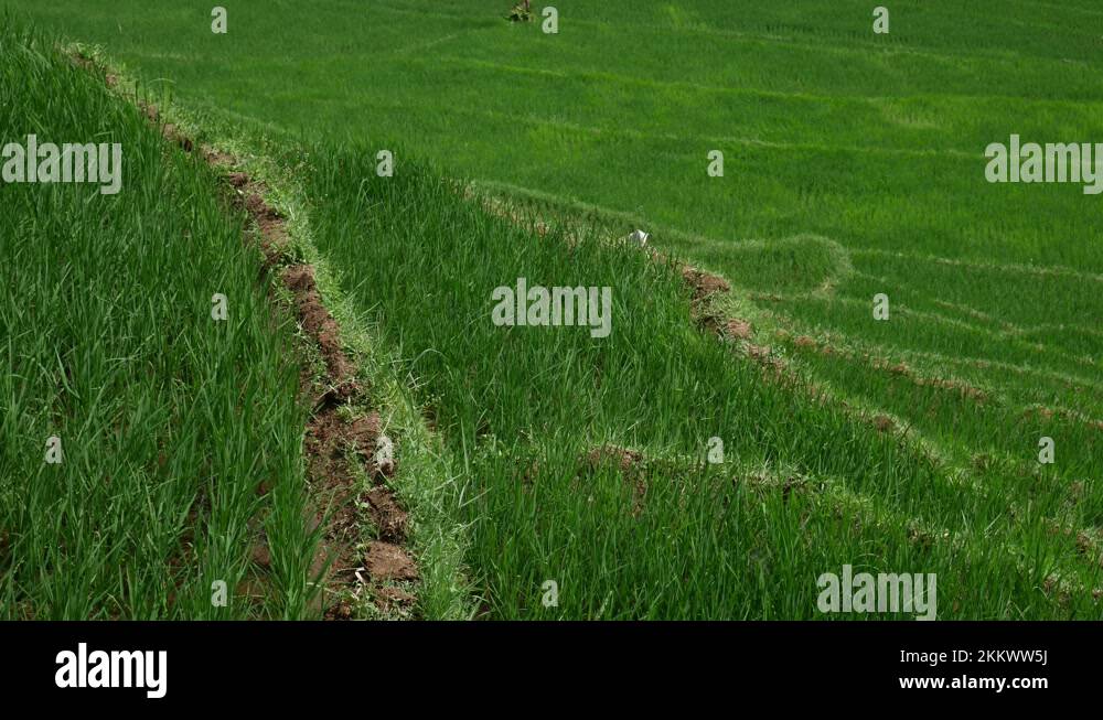 Paddy leaves Stock Videos & Footage - HD and 4K Video Clips - Alamy