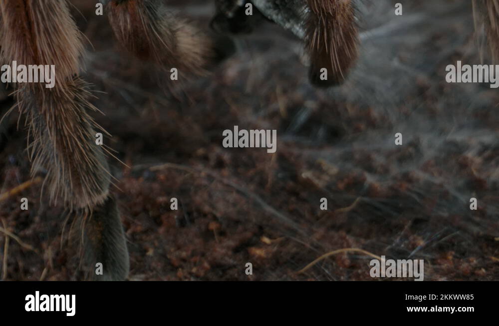 Arachnid webbing Stock Videos & Footage - HD and 4K Video Clips - Alamy