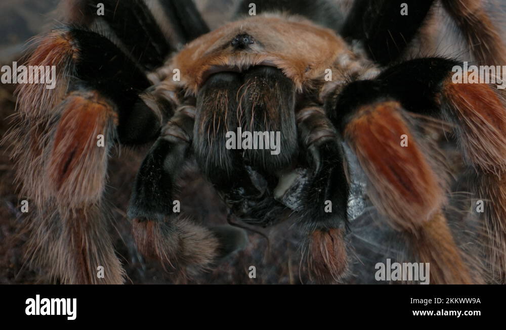 Amazing behavior Stock Videos & Footage - HD and 4K Video Clips - Alamy