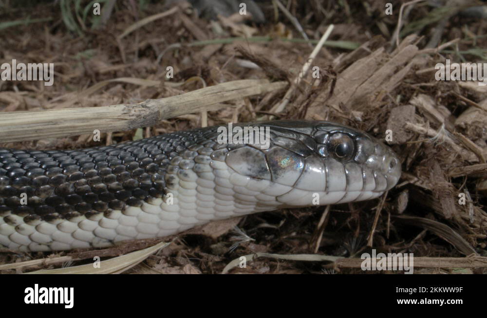 Rat snake head Stock Videos & Footage - HD and 4K Video Clips - Alamy