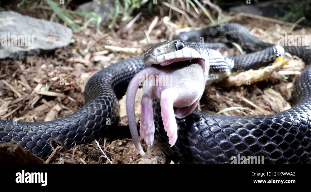 Rat snake feeding Stock Videos & Footage - HD and 4K Video Clips - Alamy