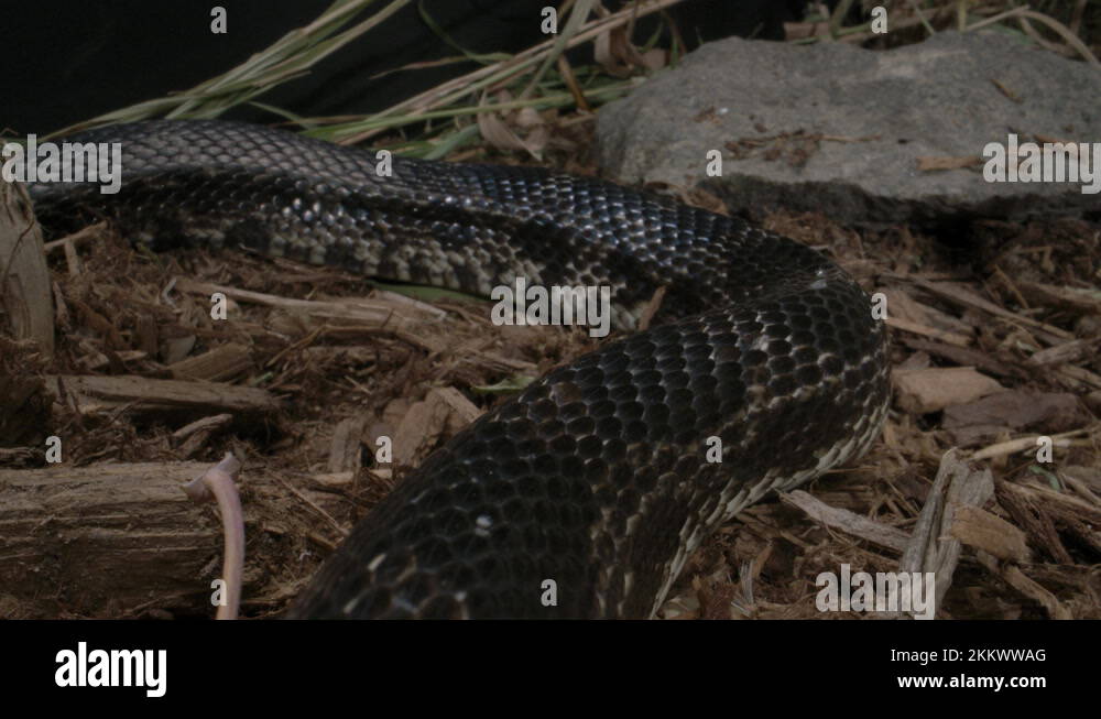 Species of rat snake Stock Videos & Footage - HD and 4K Video Clips - Alamy