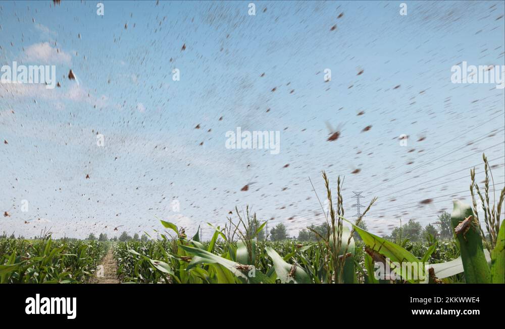 Plague locusts Stock Videos & Footage - HD and 4K Video Clips - Alamy