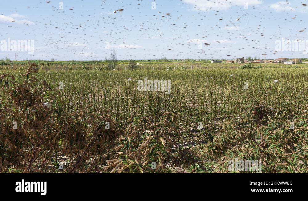Locust plague Stock Videos & Footage - HD and 4K Video Clips - Alamy