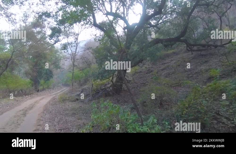 Exploring the forests of Ranthambore, Rajasthan Stock Video Footage - Alamy