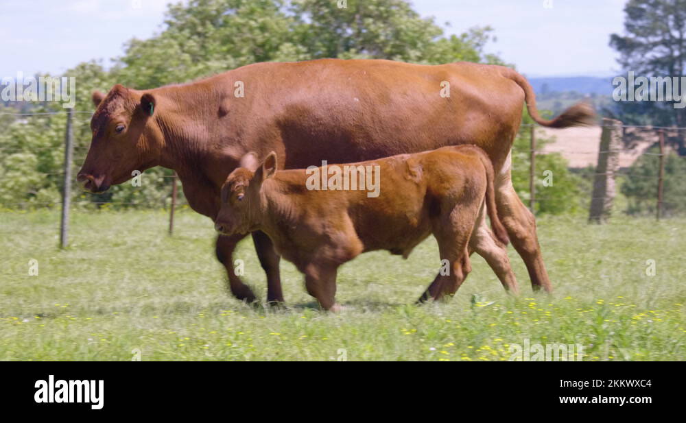 Red angus cow with calf Stock Videos & Footage - HD and 4K Video Clips ...