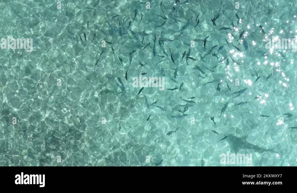 Maldivian lagoon fish Stock Videos & Footage - HD and 4K Video Clips ...