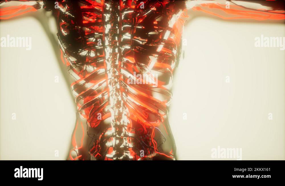 inspection of blood in the blood vessels of the circulatory system ...