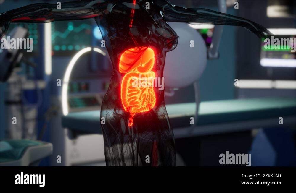 human digestive system anatomy exam in laboratory Stock Video Footage ...