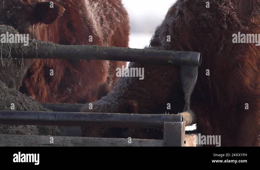 Close view of a red Angus cow with its head down eating hay during a ...