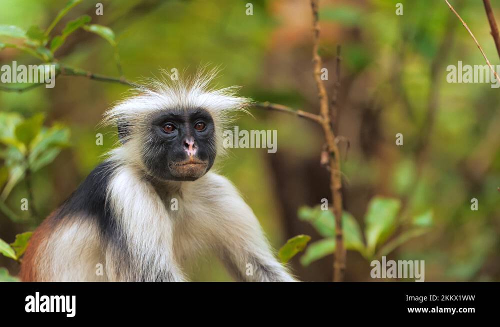 Wildlife tree Stock Videos & Footage - HD and 4K Video Clips - Alamy