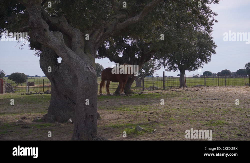 Under the oak tree Stock Videos & Footage - HD and 4K Video Clips - Alamy