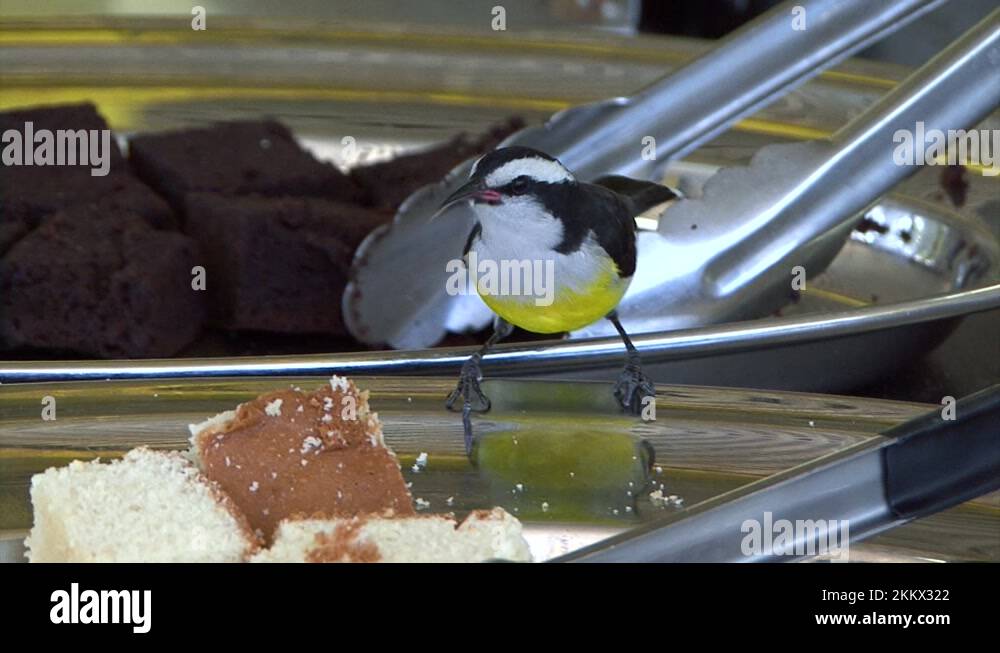 Little bird stealing a crumb from a cookie left on a plate Stock Video ...