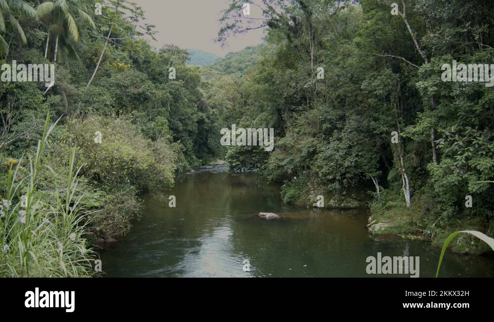 Jungle trees Stock Videos & Footage - HD and 4K Video Clips - Alamy