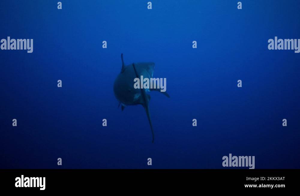 Huge Great White Shark predator swimming slowly in front of camera of a ...