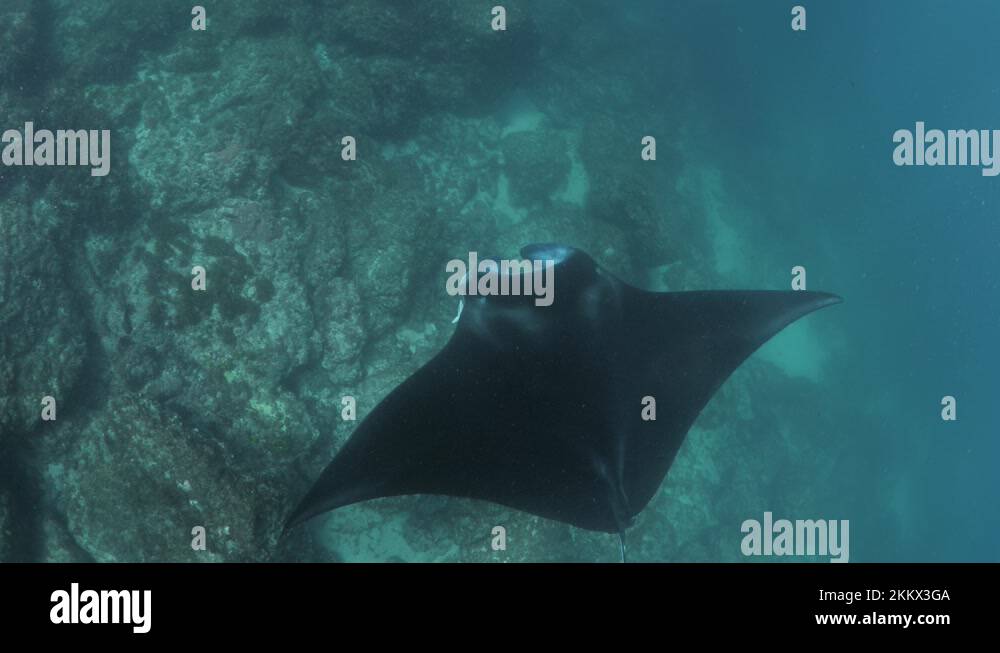 A large Manta Ray glides above a rocky reef with its wing spread out ...