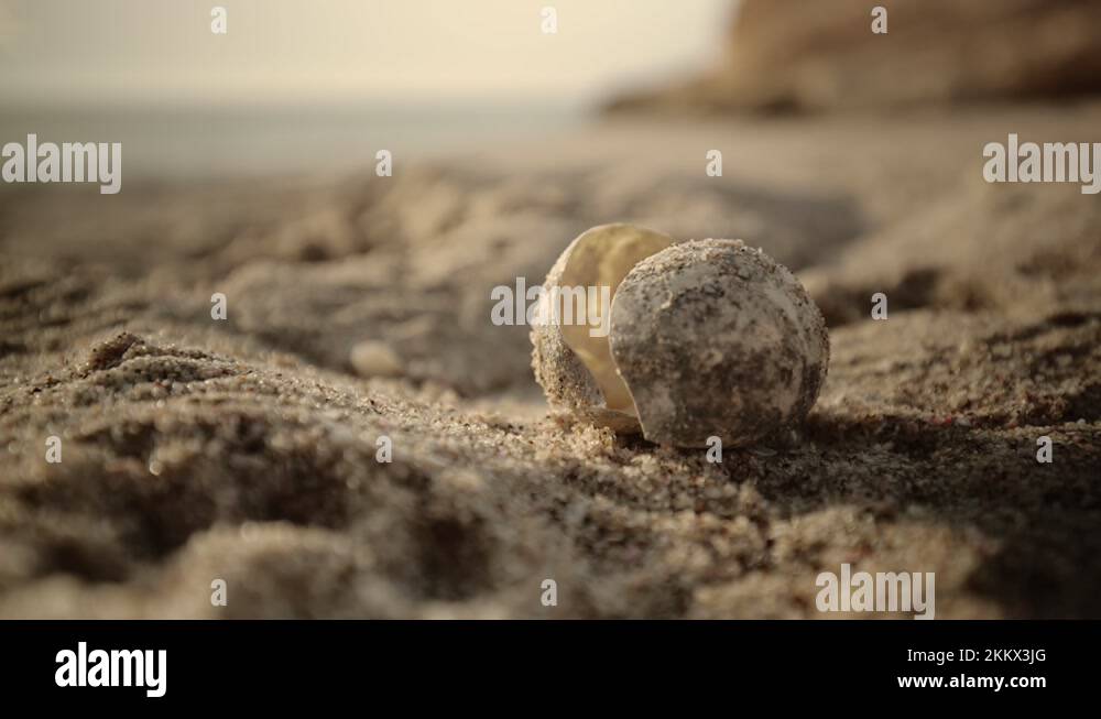 Sea turtle hatching shell Stock Videos & Footage - HD and 4K Video ...