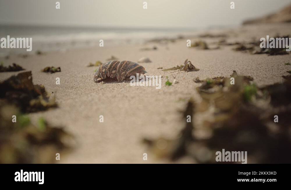 Crustacean shell Stock Videos & Footage - HD and 4K Video Clips - Alamy