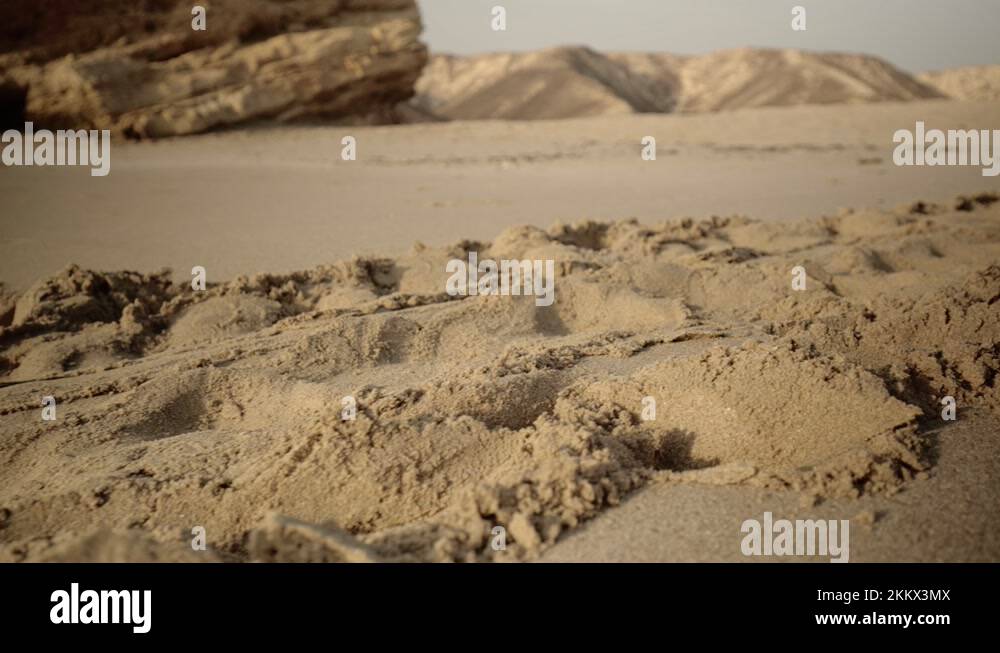 Marks on the beach sand from the dragging of Green Sea turtle, in Al ...