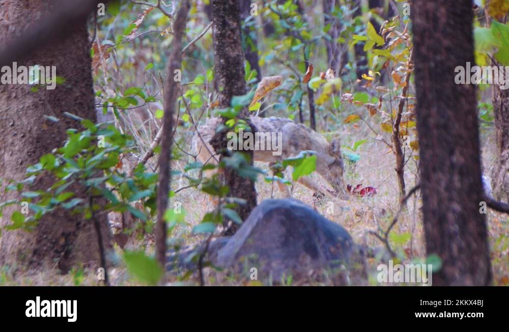 Pack of Indian Grey wolf feasting on Hanuman Langur in Pench Stock ...
