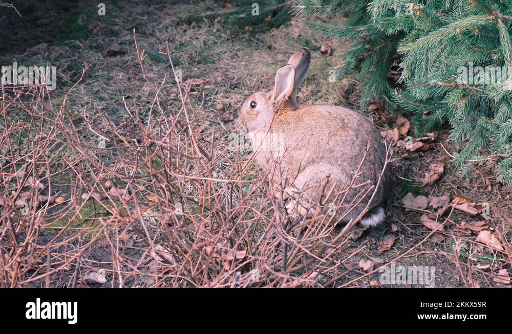 Animals natural habitat Stock Videos & Footage - HD and 4K Video Clips ...