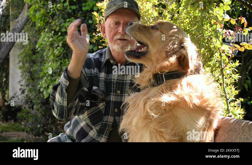 Elderly golden retriever Stock Videos & Footage - HD and 4K Video Clips ...