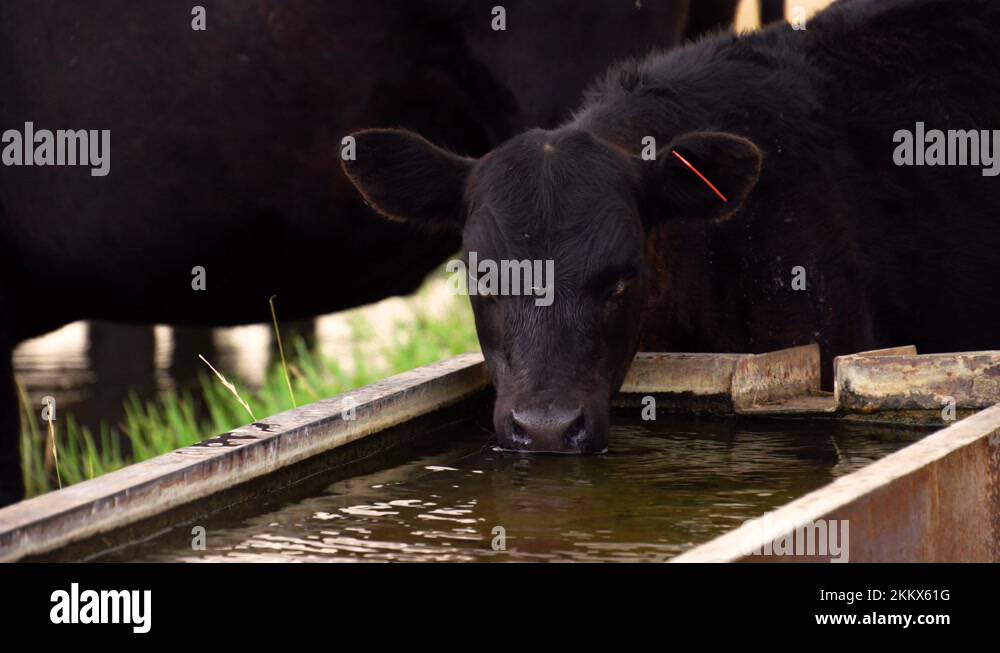 Cow drinking from a water trough Stock Videos & Footage - HD and 4K ...