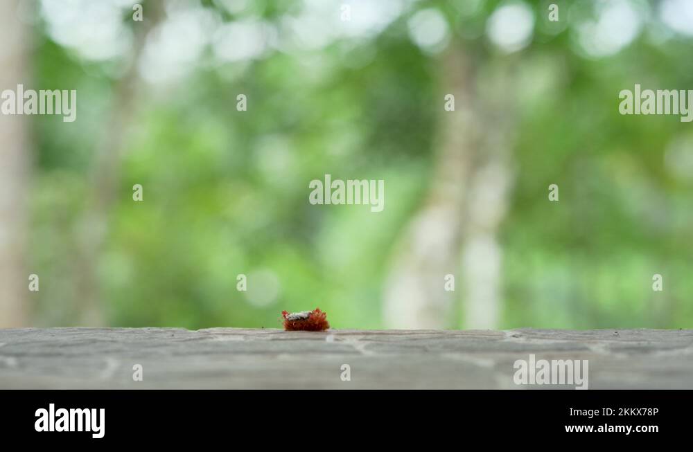 Rare caterpillar Stock Videos & Footage - HD and 4K Video Clips - Alamy