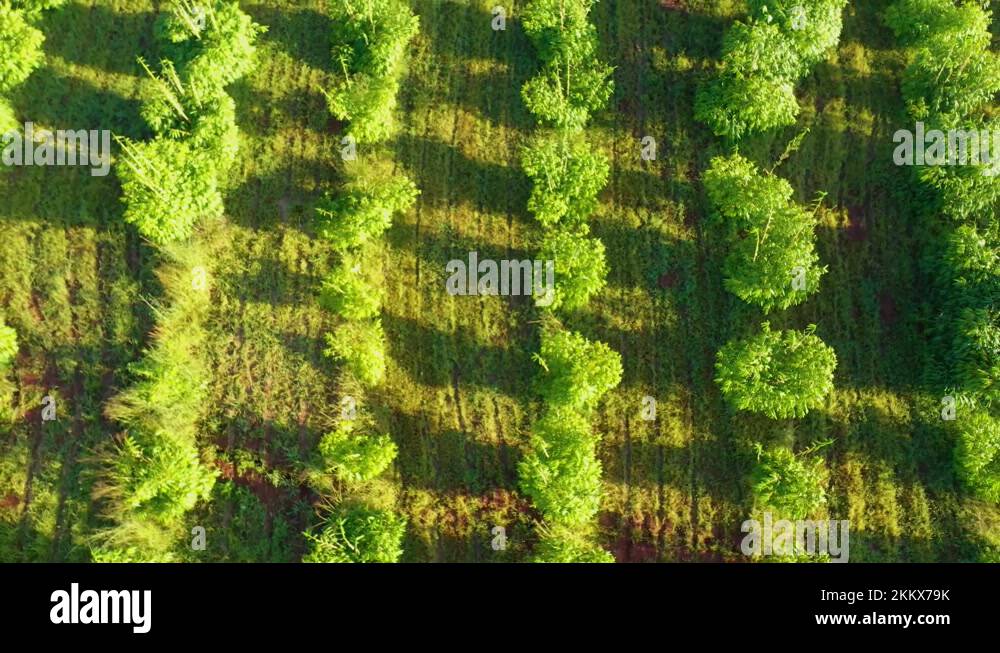 African bamboo Stock Videos & Footage - HD and 4K Video Clips - Alamy