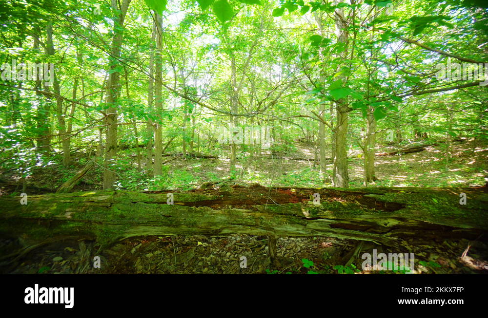 Trees and thickets and bushes Stock Videos & Footage - HD and 4K Video ...