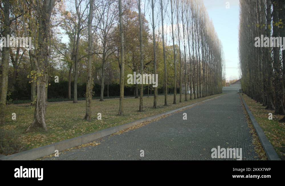 Tall slim trees Stock Videos & Footage - HD and 4K Video Clips - Alamy