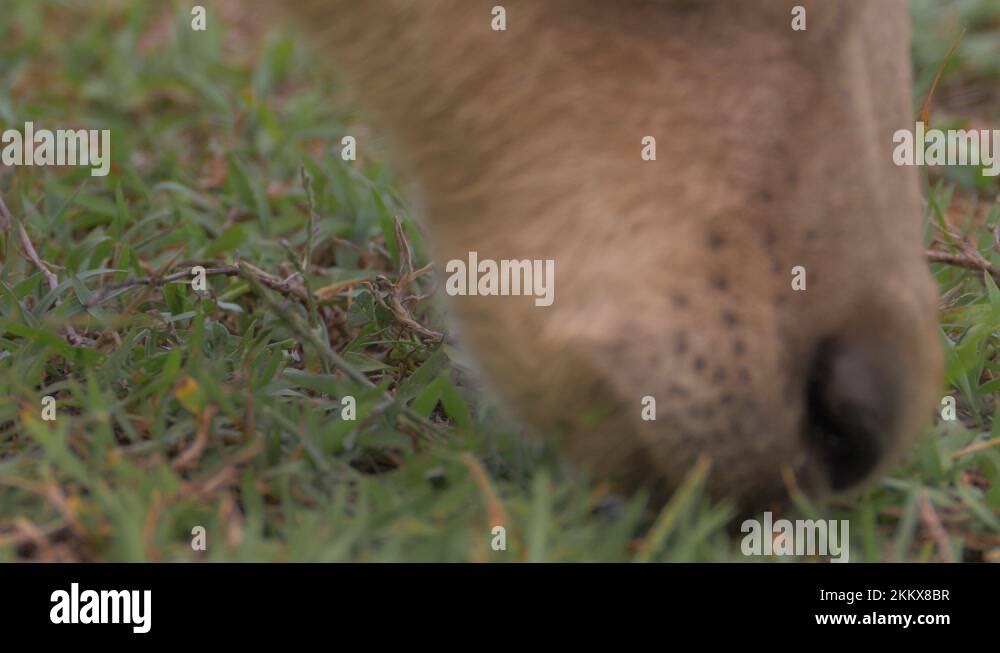 Indigenous fauna habitat Stock Videos & Footage - HD and 4K Video Clips ...