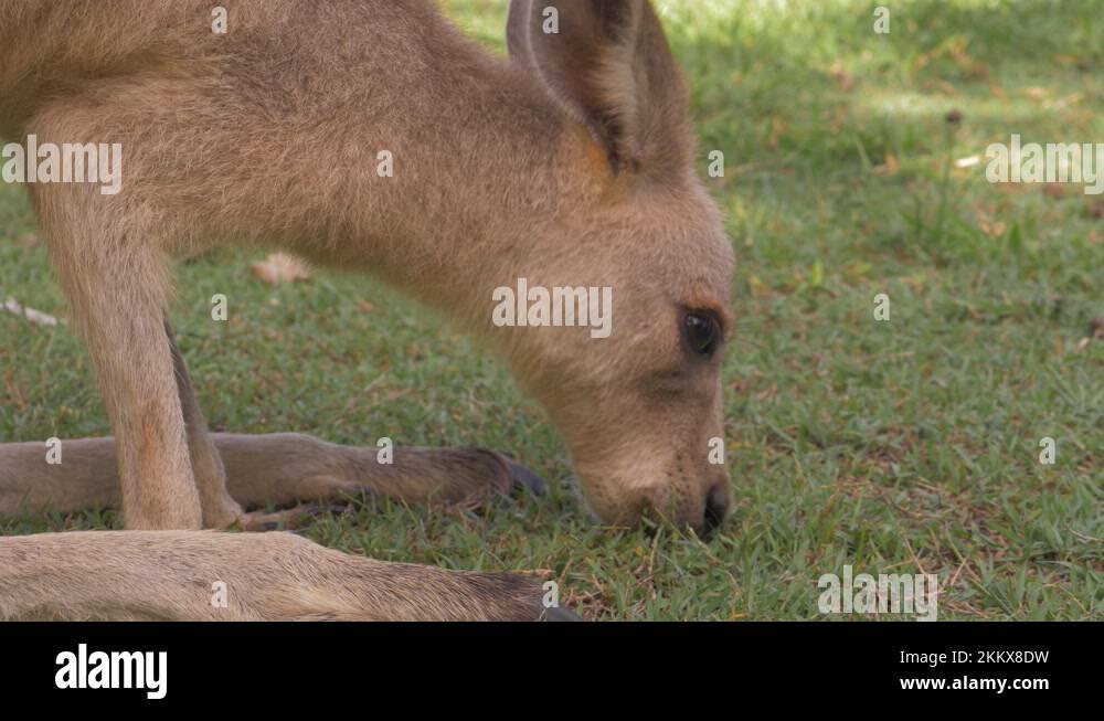 Red kangaroo habitat Stock Videos & Footage - HD and 4K Video Clips - Alamy
