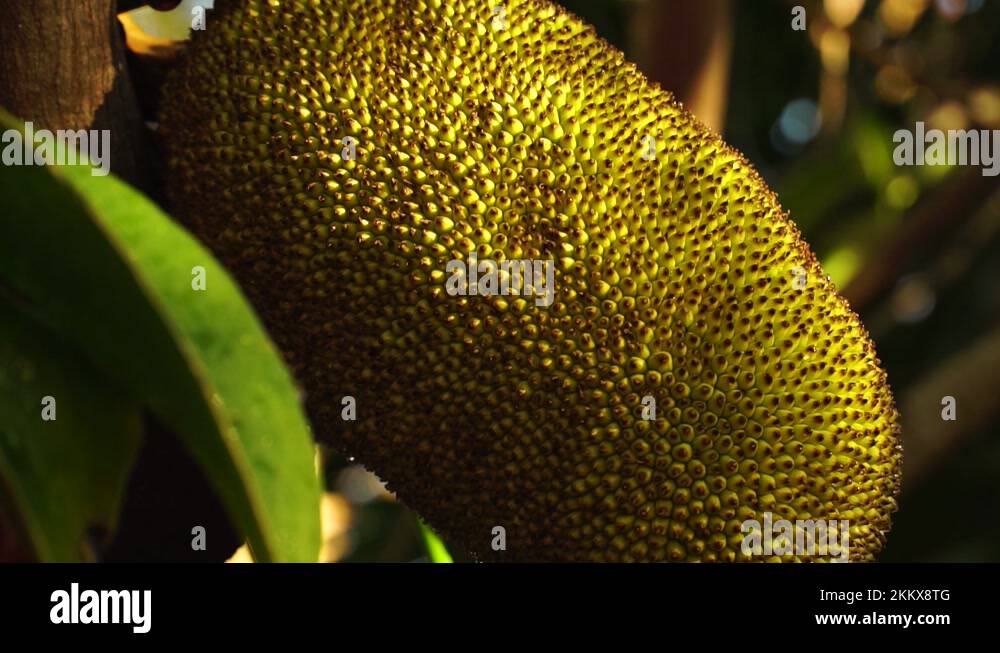 Oblong shape fruit Stock Videos & Footage - HD and 4K Video Clips - Alamy