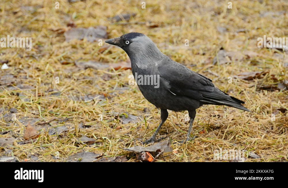 Clever bird Stock Videos & Footage - HD and 4K Video Clips - Alamy