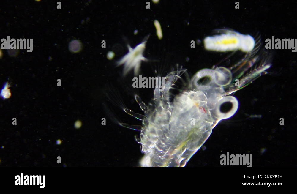 Plankton microscope Stock Videos & Footage - HD and 4K Video Clips - Alamy
