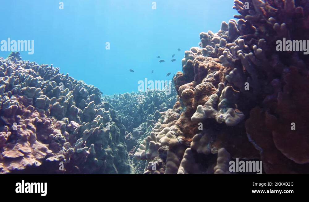 Biodiverse coral reef ecosystem Stock Videos & Footage - HD and 4K ...