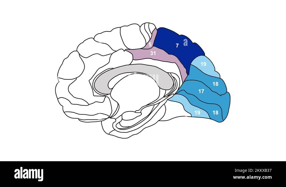 Brain diagram cortex Stock Videos & Footage - HD and 4K Video Clips - Alamy