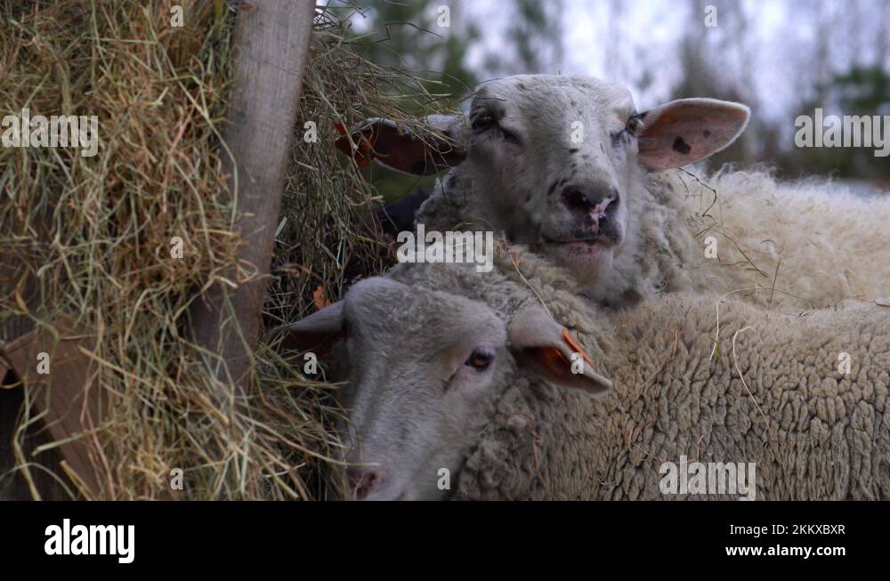 Close up view of heads of two sheep chewing hay from a feeder. Handheld ...