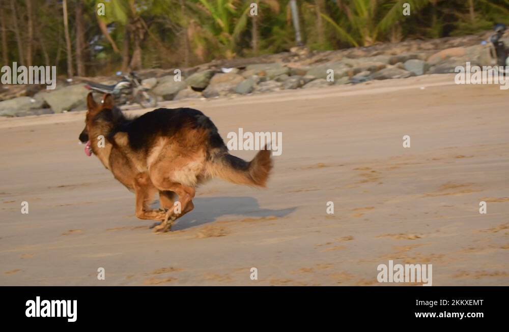 Active german shepherd Stock Videos & Footage - HD and 4K Video Clips ...