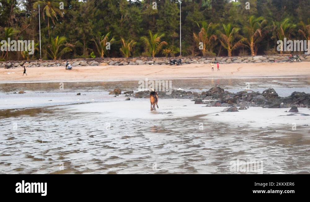 German shepherd on beach Stock Videos & Footage - HD and 4K Video Clips ...