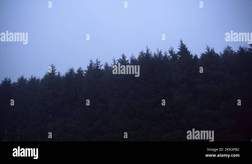 Edge of rain forest Stock Videos & Footage - HD and 4K Video Clips - Alamy