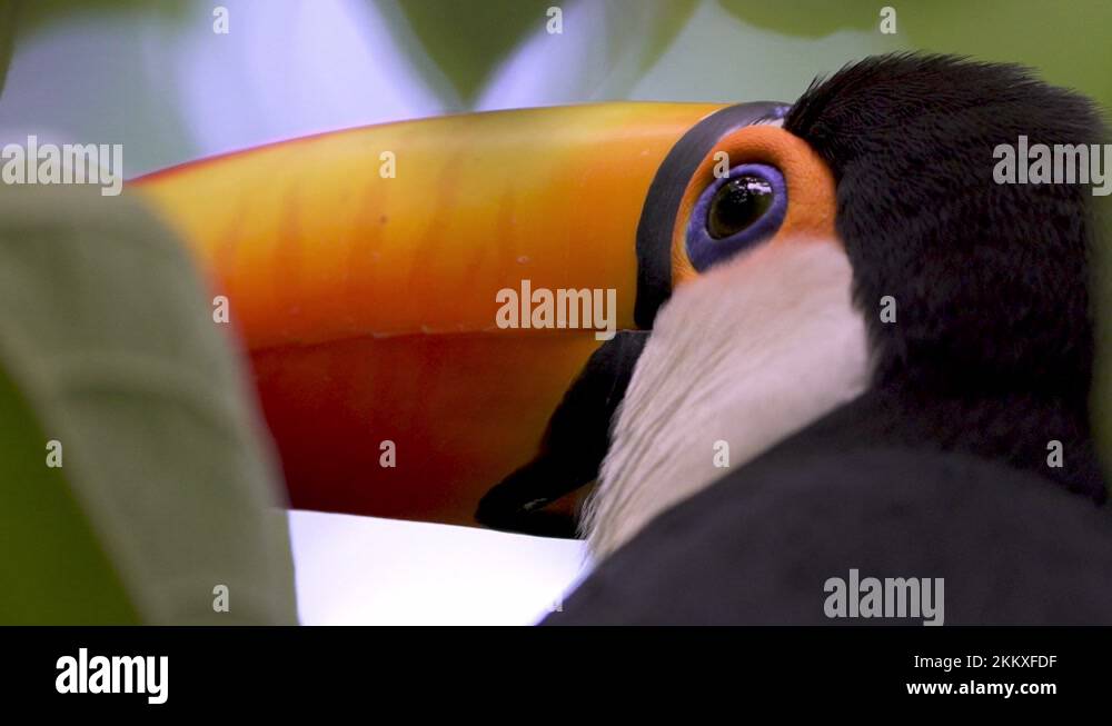 Extreme close up shot of the eye of and bill of a Common Toucan in the ...