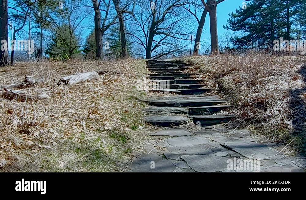 Stairs in the forest with a gentle Springtime breeze, static Stock ...