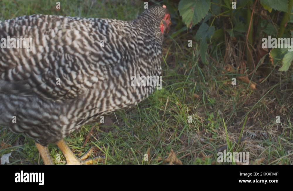 Chicken in the bush Stock Videos & Footage - HD and 4K Video Clips - Alamy