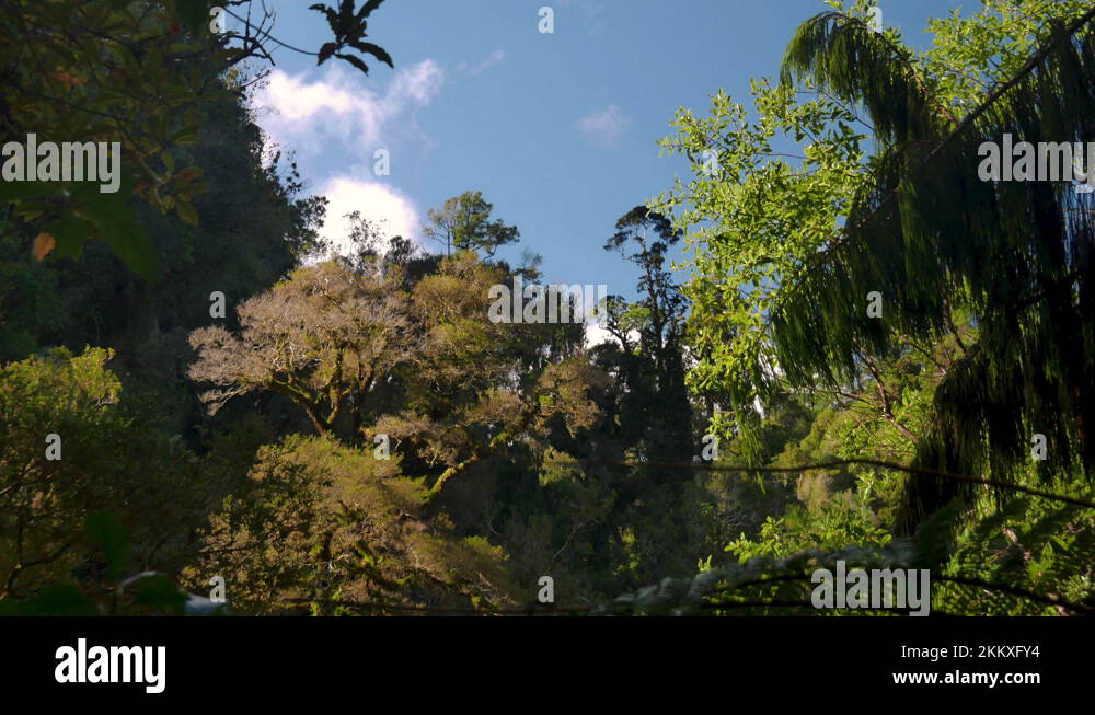 Beautiful species of trees Stock Videos & Footage - HD and 4K Video ...