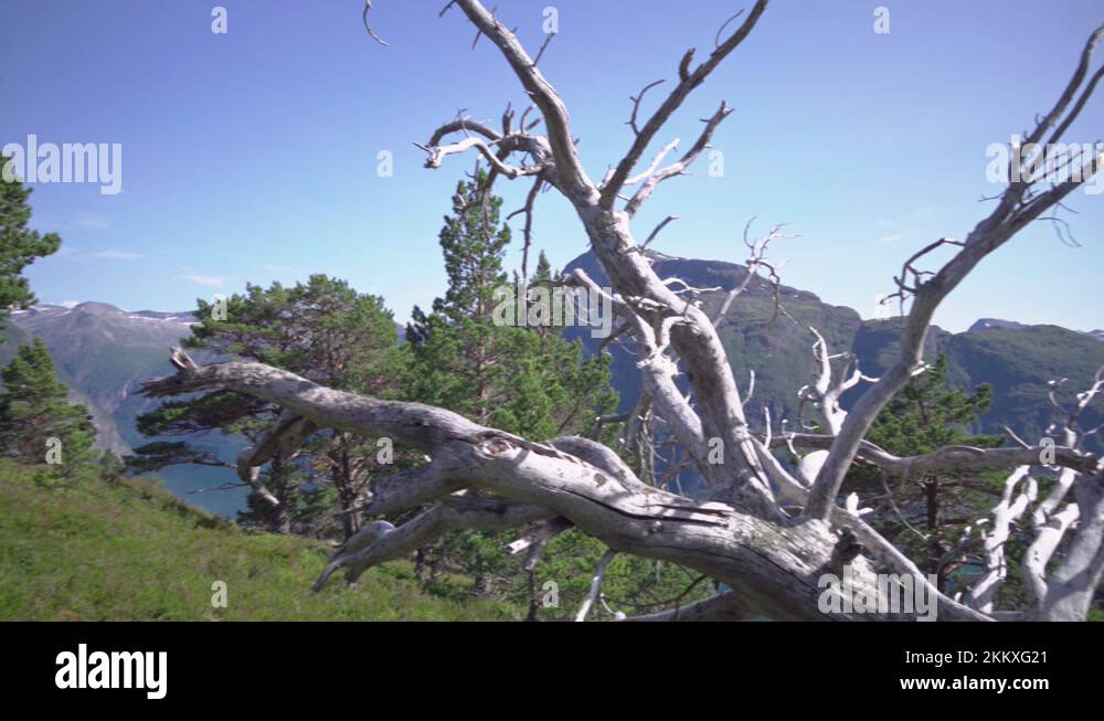 Silver grey tree Stock Videos & Footage - HD and 4K Video Clips - Alamy