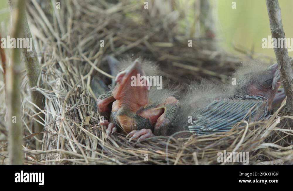 Feathers no bird Stock Videos & Footage - HD and 4K Video Clips - Alamy